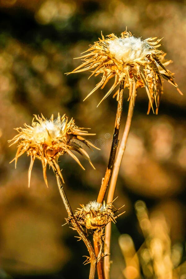 Dry Thistle, in a Field at the End of Summer Stock Photo - Image of ...