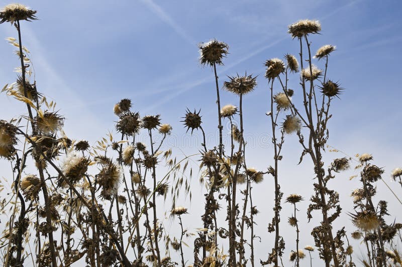 Dry thistle flowers stock image. Image of closeup, bright - 280102205