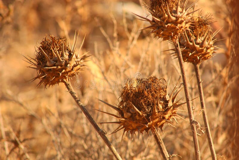Dry Thistle Flowers stock image. Image of climate, spikes - 92665139