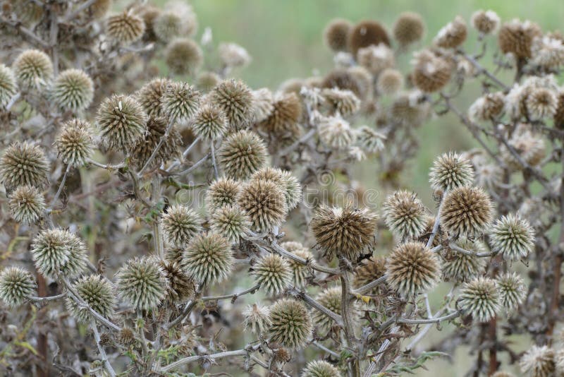 Dry thistle stock photo. Image of alcauciles, field, natural - 98295098