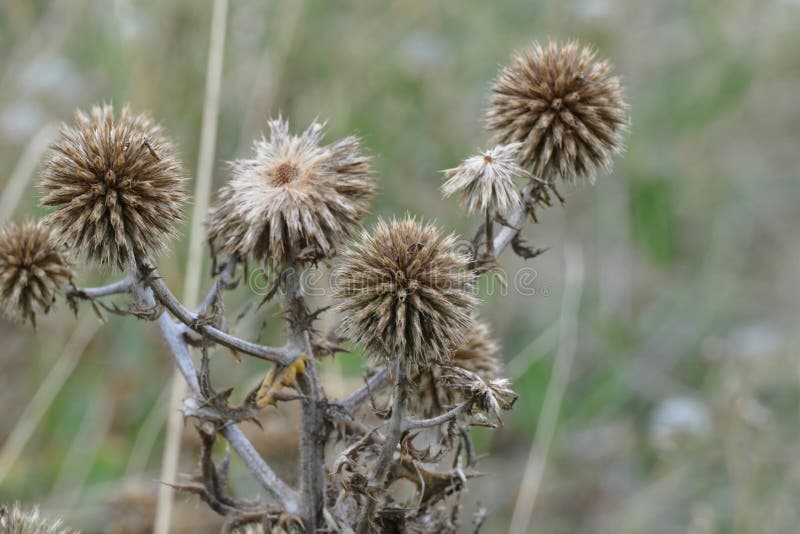 Dry thistle stock image. Image of arzolla, herbal, nature - 98295247