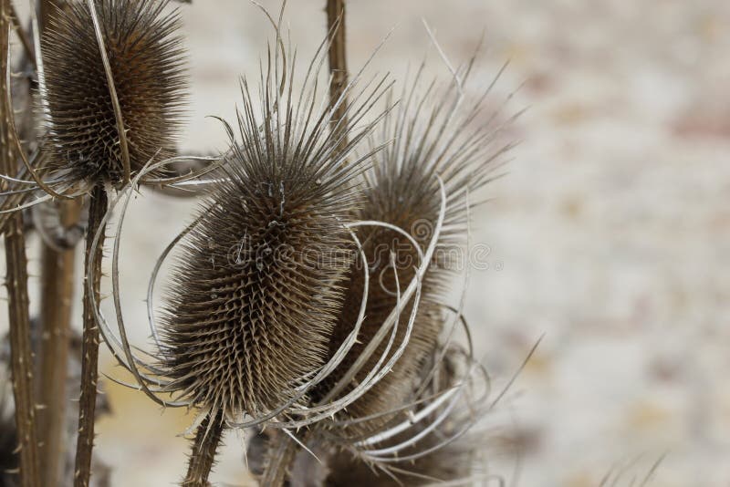 Dry thistle stock photo. Image of dahlia, flowers, colorful - 46087802