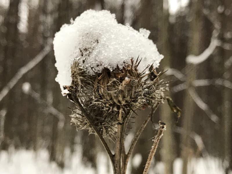 Snow Thistle stock photo. Image of blue, thorns, background - 49057966