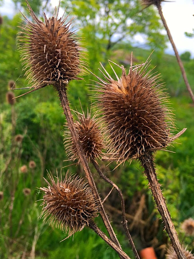 Dry thistles stock photo. Image of hurt, touch, thistles - 70447808