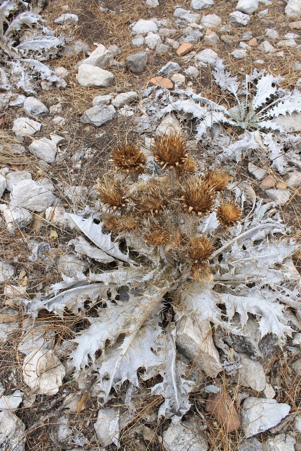 Ancient Thorn Wall Exterior Outdoor of Ancient Wall Background Stock ...