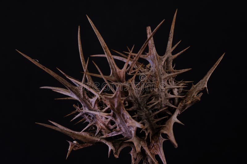A Dry Thorn on a Black Background Stock Image - Image of black, nature ...
