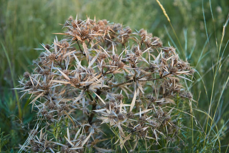 Dry Thorn Grass, Steppe Wild Plant Stock Image - Image of thorns ...
