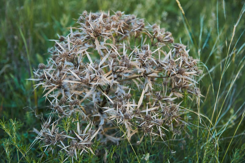 Dry Thorn Grass, Steppe Wild Plant Stock Photo - Image of burnt, meadow ...