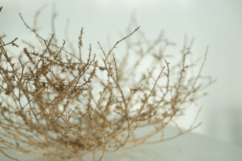 Dry Thorn Isolated on White Background Stock Image - Image of season ...
