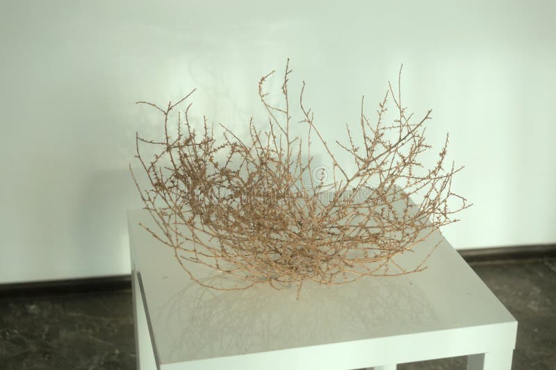 Dry Thorn Isolated on White Background Stock Image - Image of nature ...