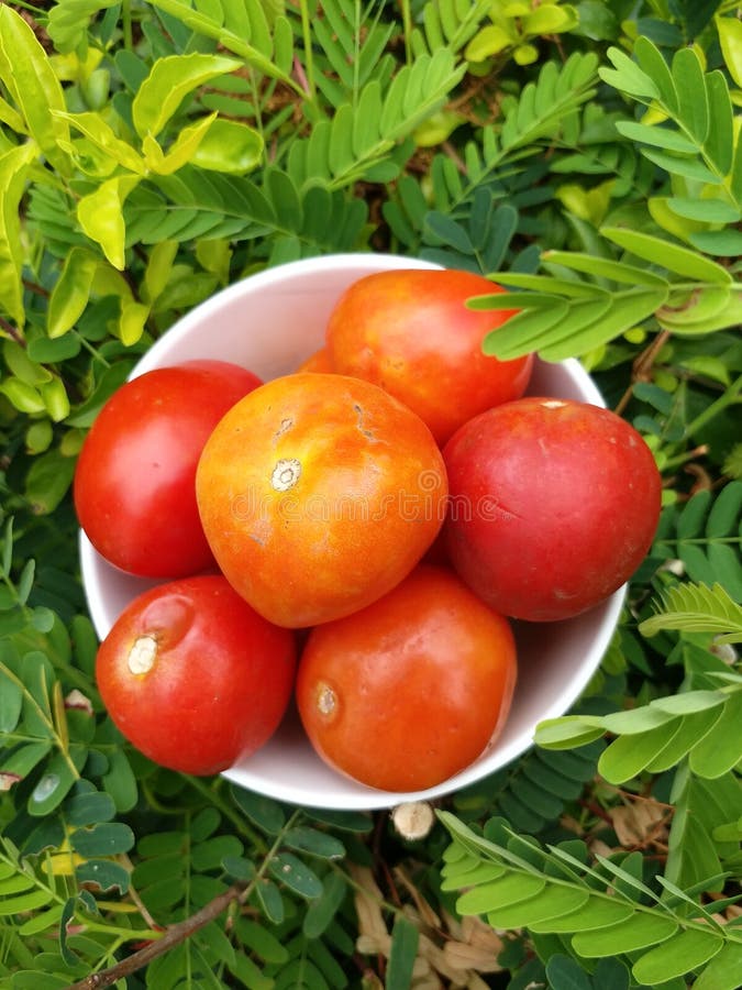 Drying Tomatoes To Make in Syrup Stock Image - Image of syrup, ripe ...