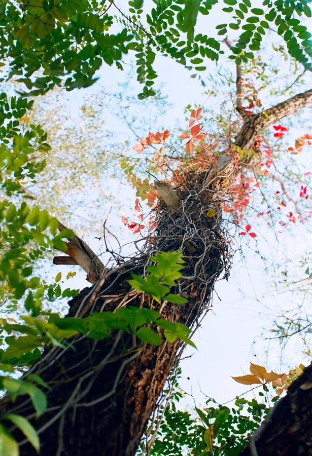 Dry tree stock photo. Image of forest, green, leaves - 11832128
