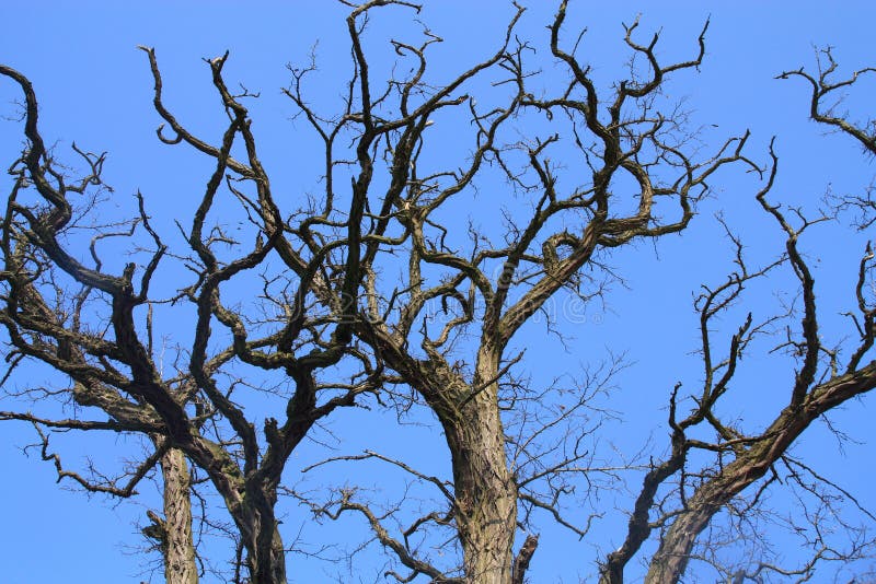 Dry tree stock photo. Image of unique, erosion, survivor - 13153650
