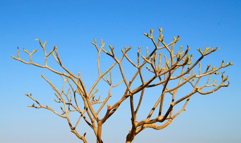 Dry tree stock photo. Image of dead, abstract, drought - 13303890