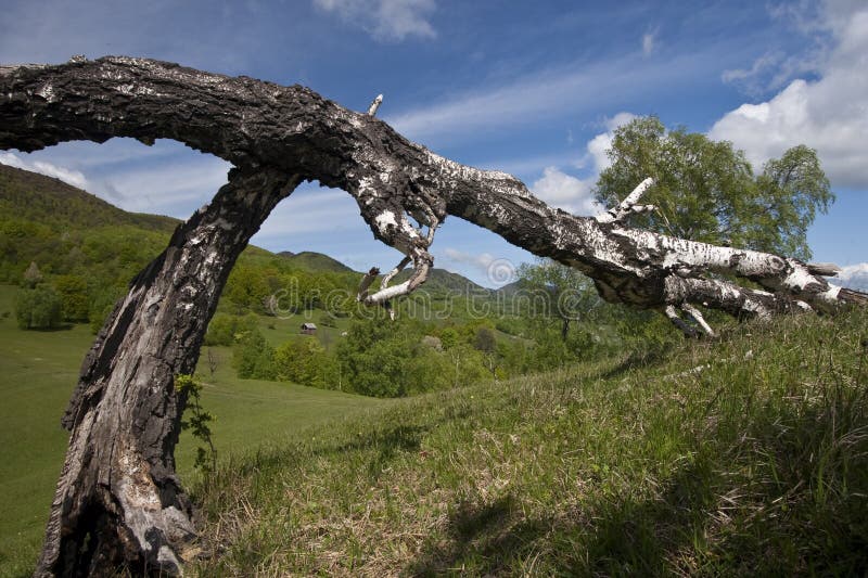 Dry tree stock photo. Image of cloud, grass, country - 14355428