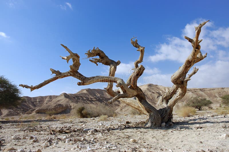 Dry tree. stock photo. Image of tourism, empty, heat - 14359272