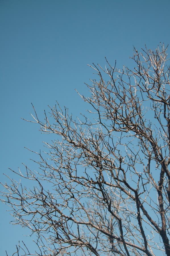 Dry tree stock image. Image of branches, brown, scene - 14422609