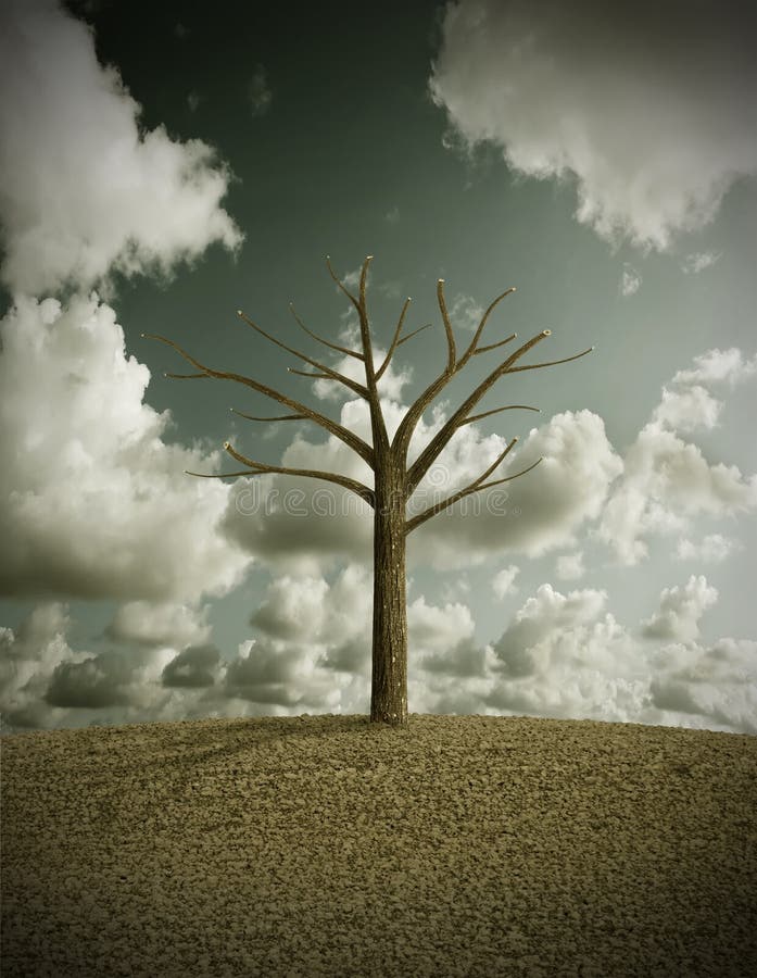Dry tree stock image. Image of desert, sunlight, field - 16885729