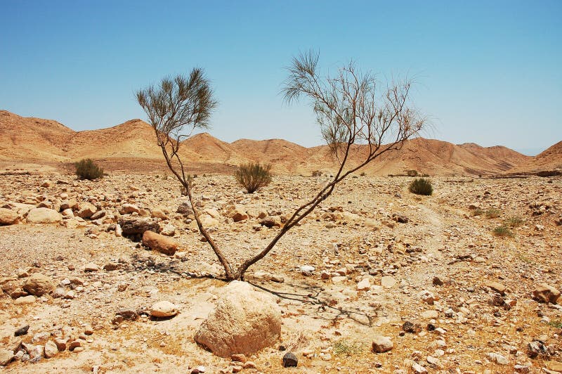 Dry tree. stock photo. Image of landscape, view, heat - 18610076