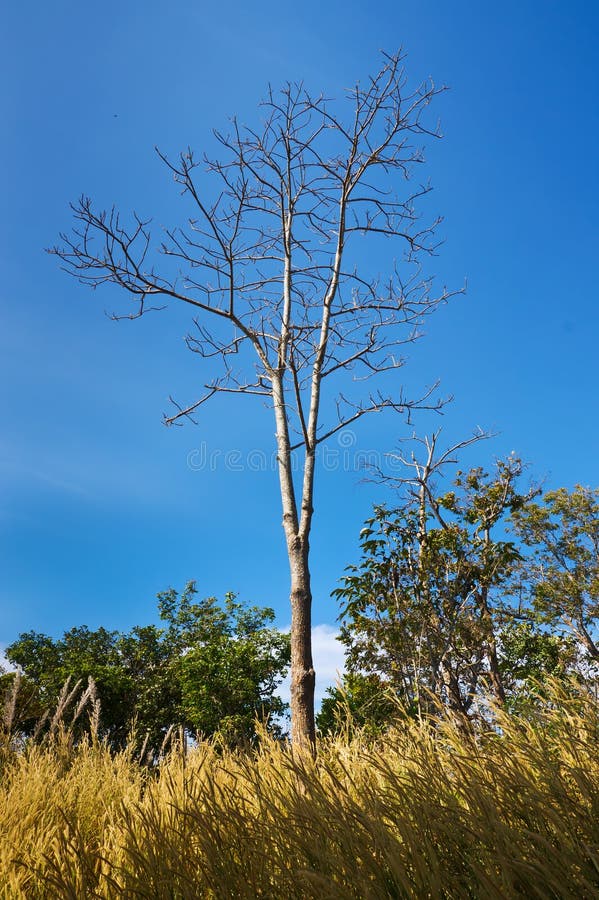 Dry tree stock photo. Image of leafless, drought, pollution - 22629048