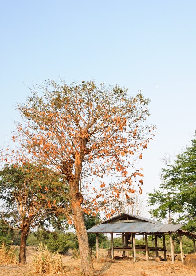 Dry tree stock image. Image of empty, meadow, paddy, home - 22952009