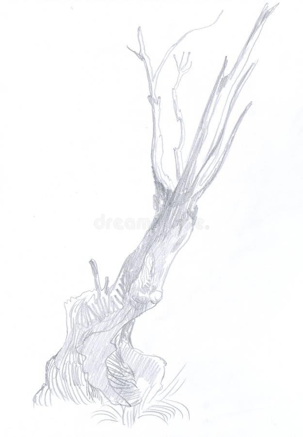 Pencil Drawing Dry Tree Stock Illustrations – 137 Pencil Drawing Dry ...