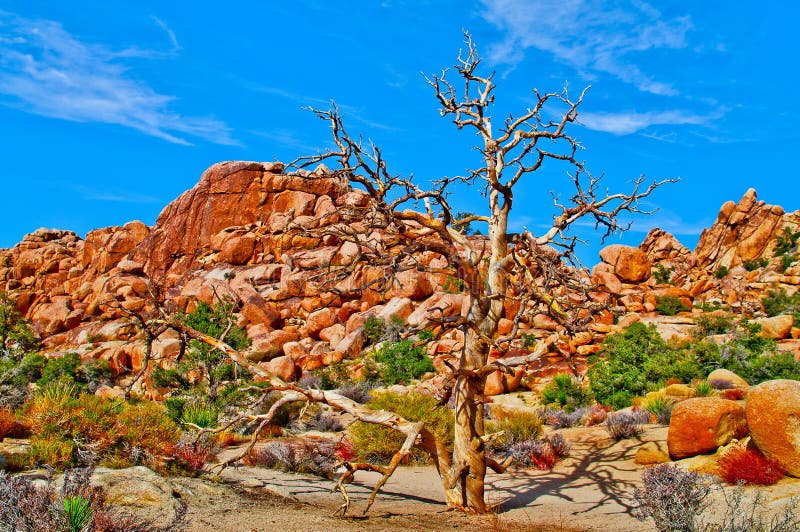 Dry Tree stock image. Image of america, arid, national - 25768743