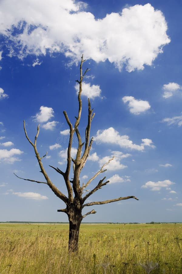 Dry tree stock photo. Image of blue, light, environmental - 27739122