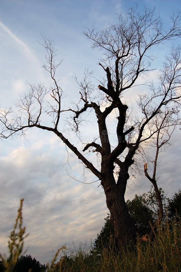 Dry Tree Picture. Image: 4673554