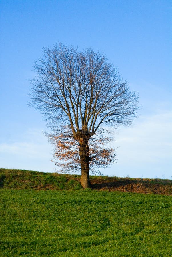 Dry Tree stock photo. Image of blue, single, skies, countryside - 4737216