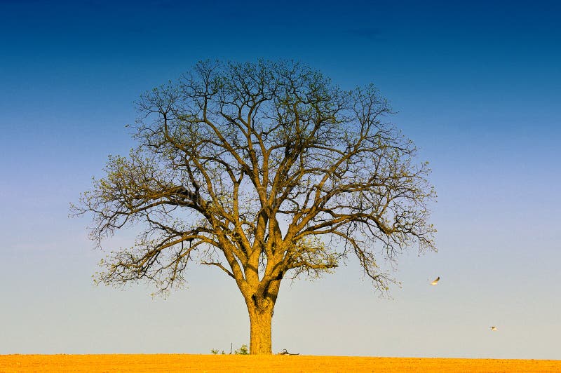 DRY Tree stock photo. Image of climate, overheating, environment - 5507608