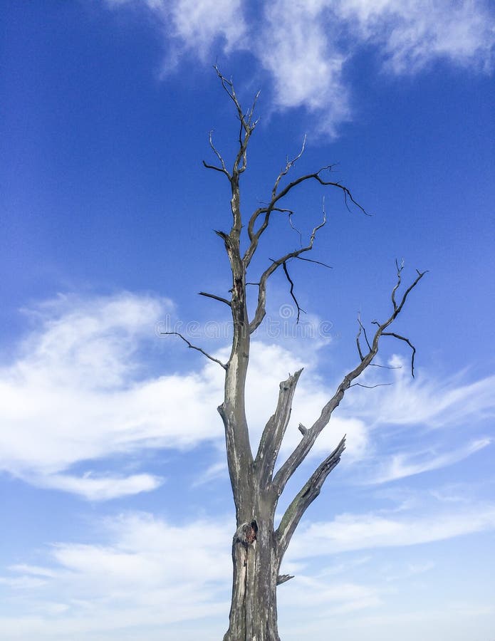 Dry Tree on a Background of the Blue Sky Stock Photo - Image of forest ...