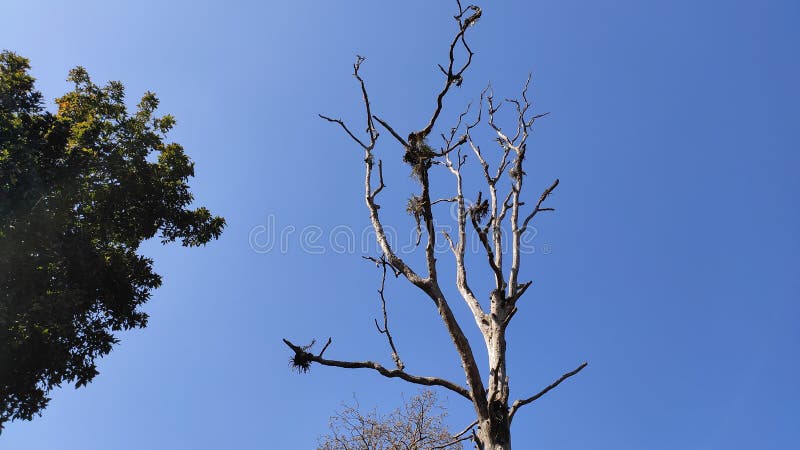 Dry Tree Against the Blue Sky at Noon Stock Photo - Image of blossom ...