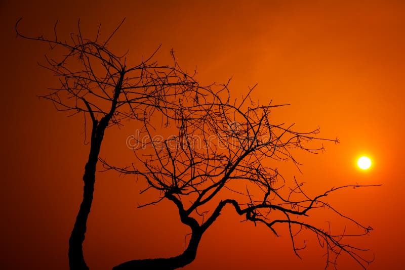 Dry Tree Against the Sky Orange Stock Photo - Image of growth, forest ...