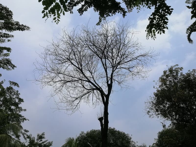 The only Dry Tree Around Green Trees Stock Photo - Image of blossom ...