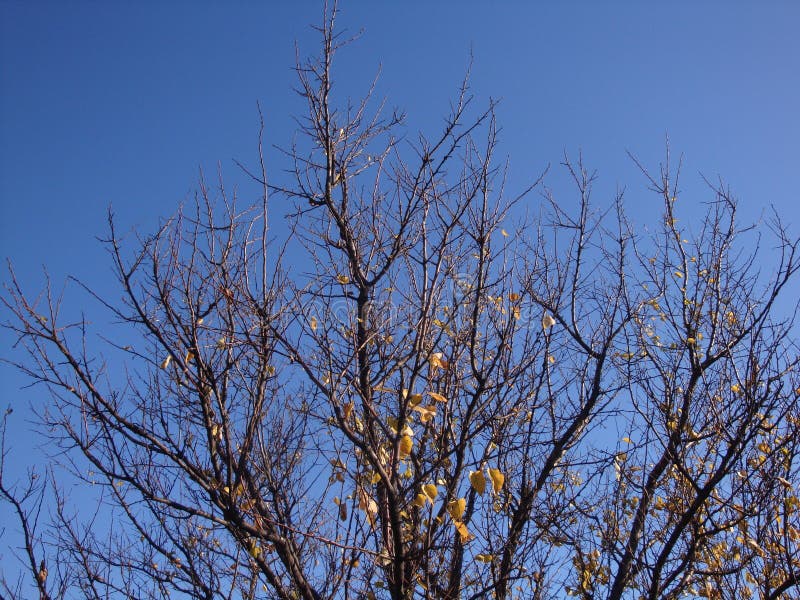 Dry Tree in the Background Blue Sky Stock Photo - Image of landscape ...