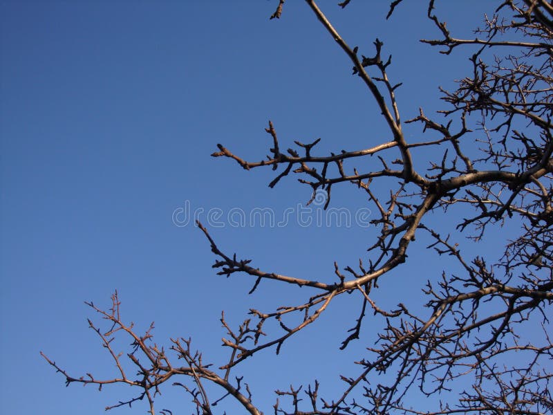 Dry Tree in the Background Blue Sky Stock Photo - Image of copy, color ...
