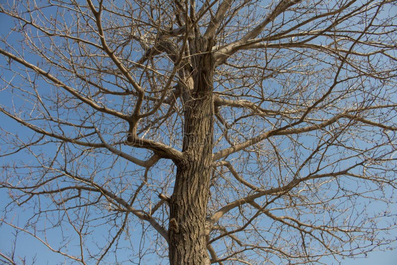 Dry Tree on a Background of Blue Sky Stock Image - Image of branch ...