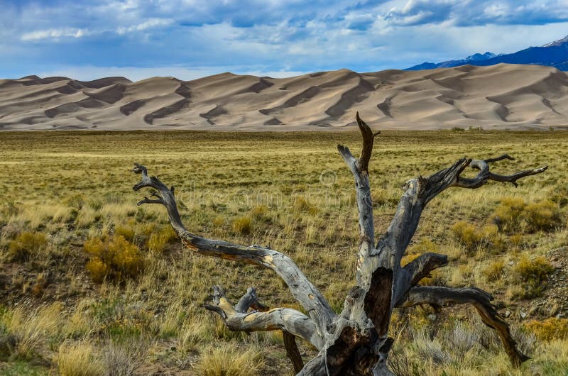 Dry Tree on the Background of the Great Sand Dunes, Colorado, US Stock ...
