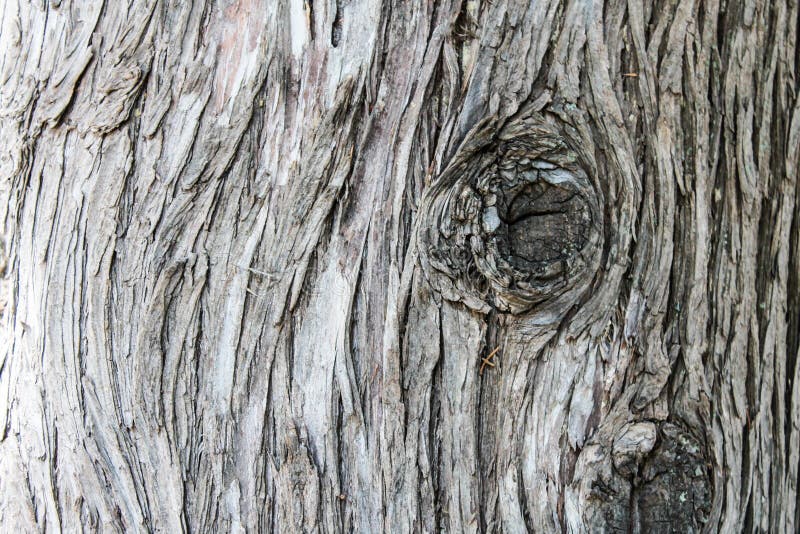 Dry Tree Bark for Background Stock Photo - Image of botany, detail ...