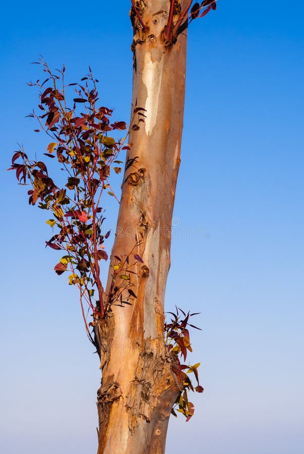 Dry Tree without Bark on Clear Sky. Stock Image - Image of deciduous ...