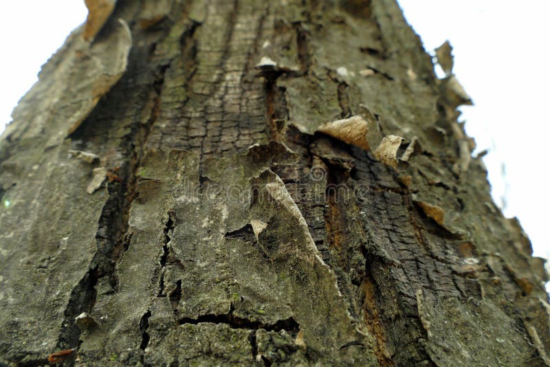 Dry tree bark stock photo. Image of protection, bark - 87822876
