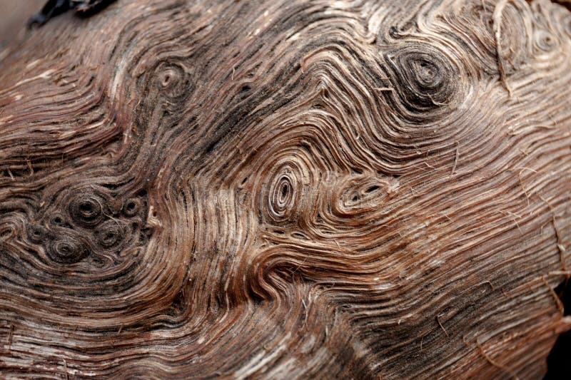 Dry Tree Bark. Natural Pattern on the Tree Trunk. Brown Natural Texture ...