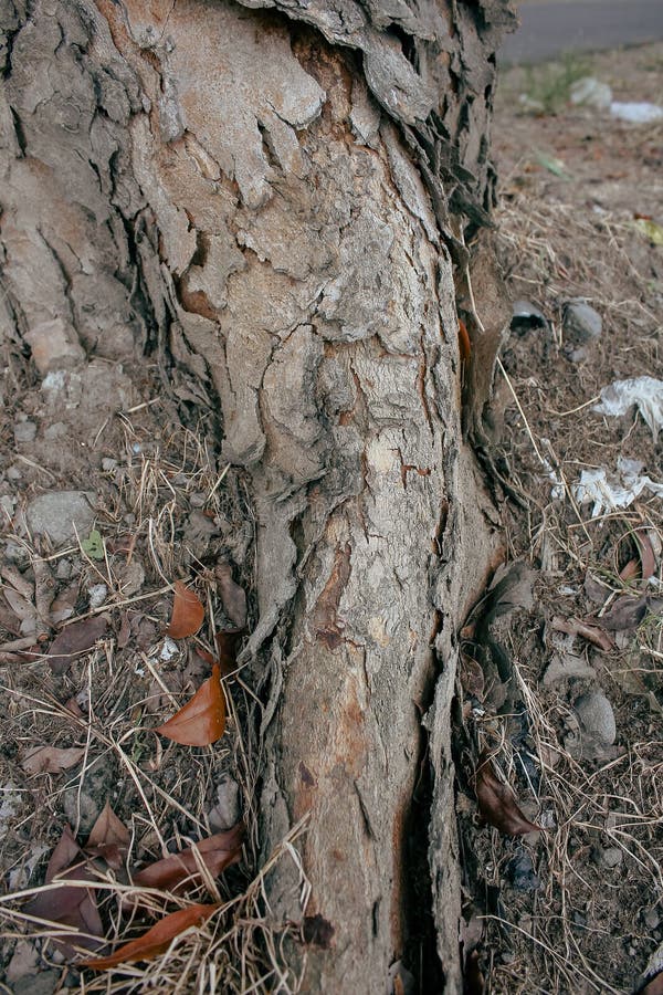 Dry tree bark shoots stuck stock image. Image of fall - 379690231