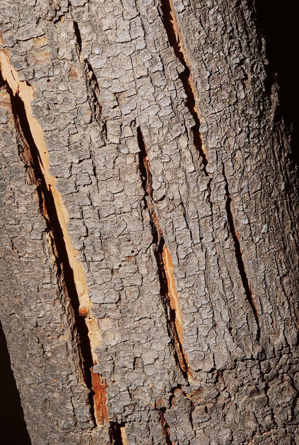 Dry tree bark texture 1 stock image. Image of design - 12367377