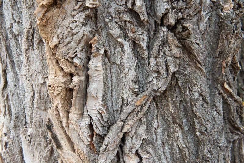 Dry Tree Bark Texture Background Stock Photo - Image of nature, bark ...