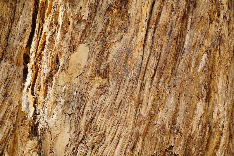 Dry Tree Bark Texture Background Stock Image - Image of environment ...
