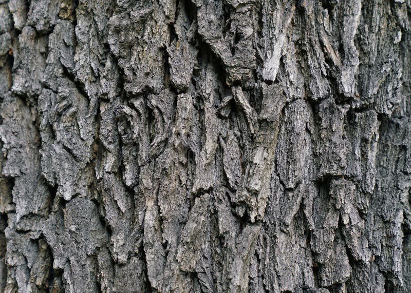 Dry Tree Bark Texture and Background in the Forest Stock Photo - Image ...