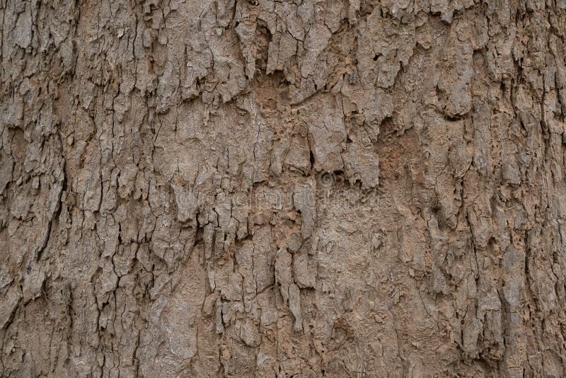 Dry Tree Bark Texture and Background, Nature Concept Stock Image ...