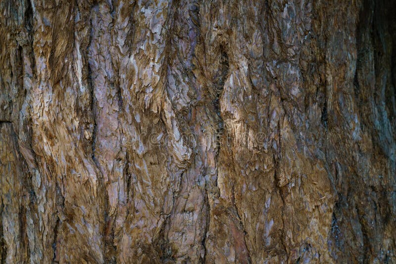Dry Tree Bark Texture and Background, Nature Concept Stock Image ...